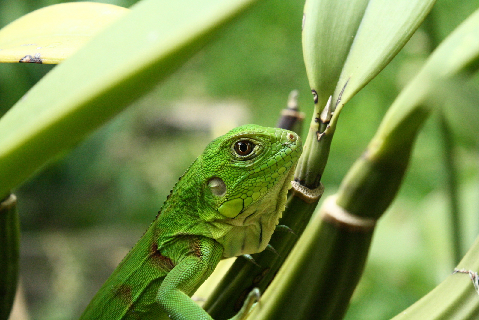 miami-iguana - Outform